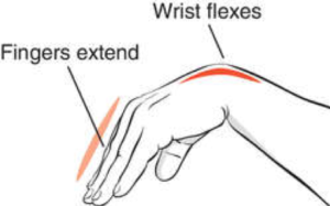 Understanding the Stages of Pencil Grasp Development